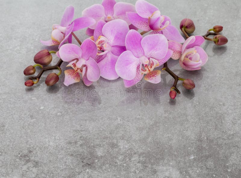 Pink Orchid Theme Objects on Pastel Background Stock Photo - Image of ...