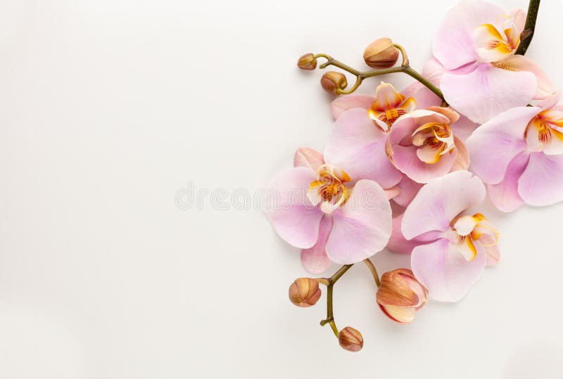 Pink Orchid Theme Objects on Pastel Background Stock Photo - Image of ...