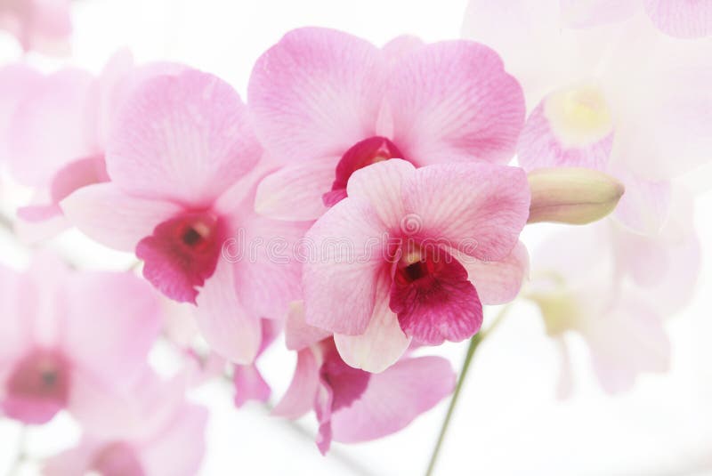 Pink Orchid, Very Shallow Depth of Field Stock Image - Image of close ...