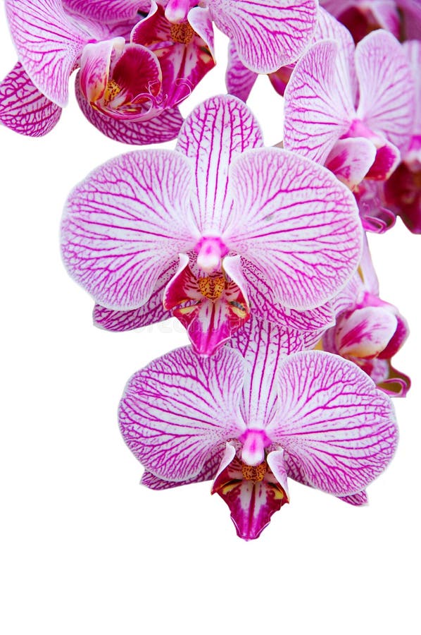 Pink orchid stock image. Image of plant, floral, greeting - 41349125