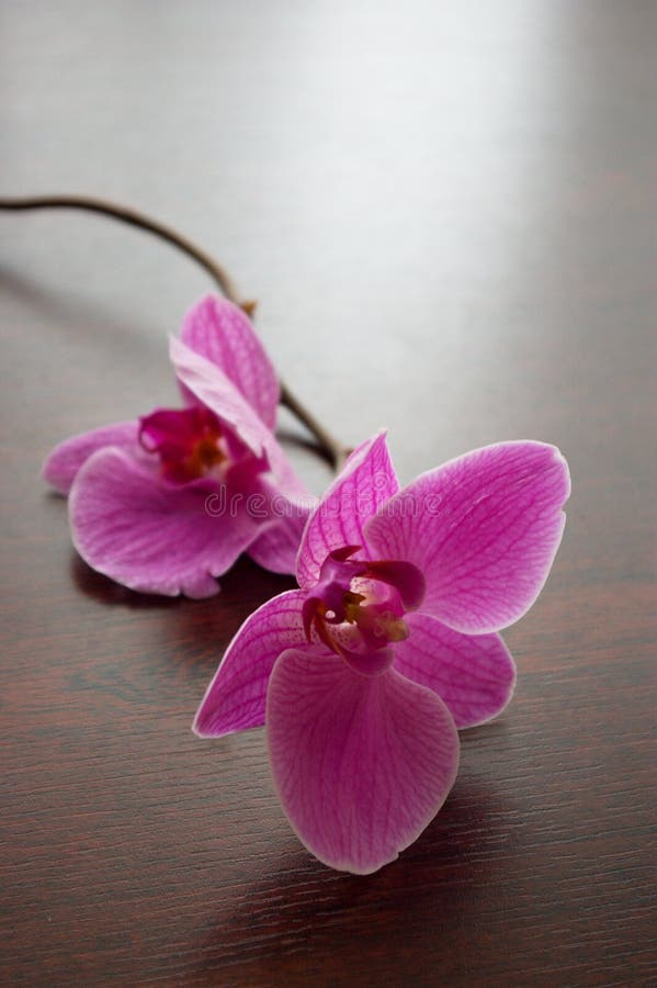 Pink orchidea stock photo. Image of beautiful, isolated - 91725522