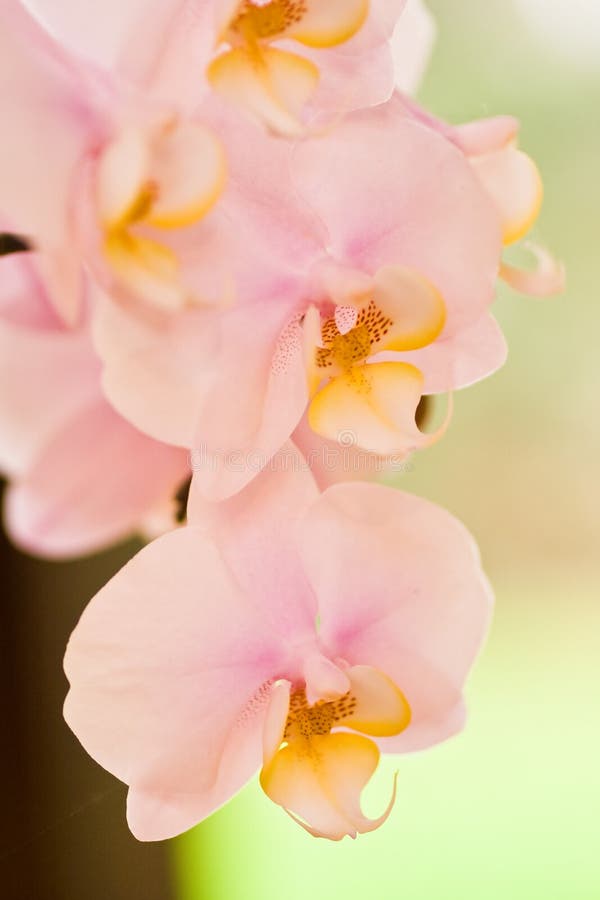 Pink orchids stock image. Image of blooming, blossom - 33000091