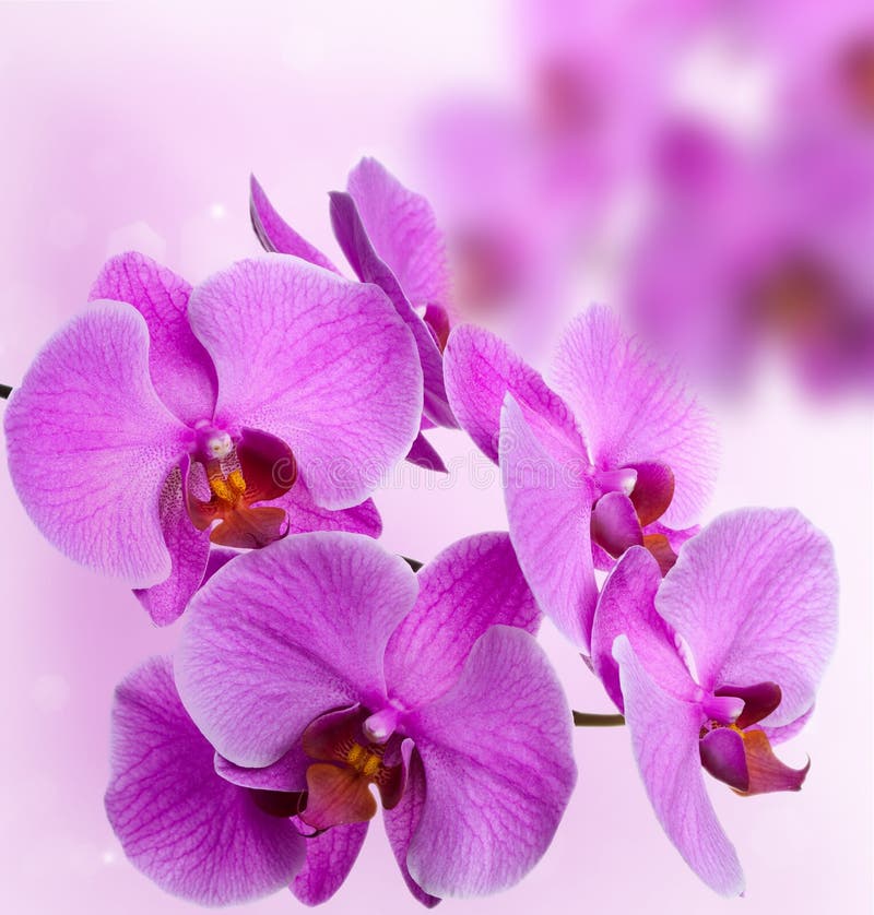 Pink Orchids on Abstract Background Stock Image - Image of abstract ...