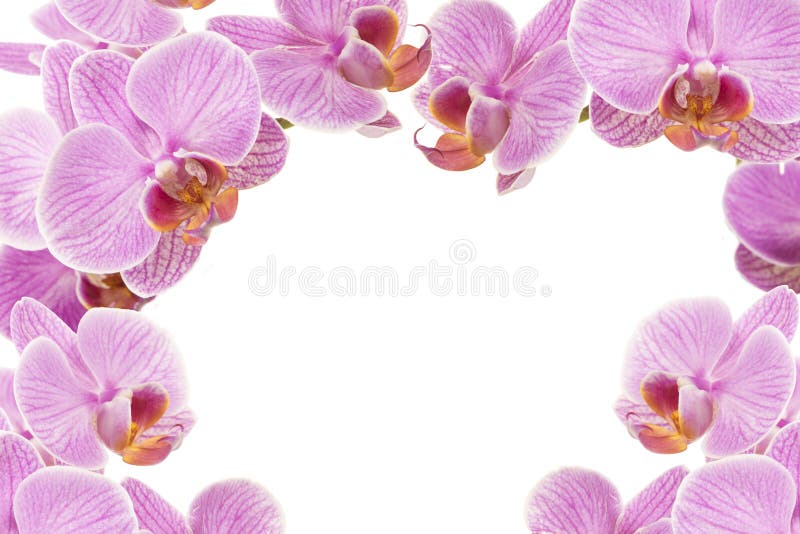 Pink orchid isolated white stock image. Image of blossom - 31019471