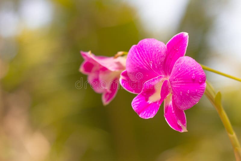 Pink Orchids for Background Stock Image - Image of waterdrop, colorful ...
