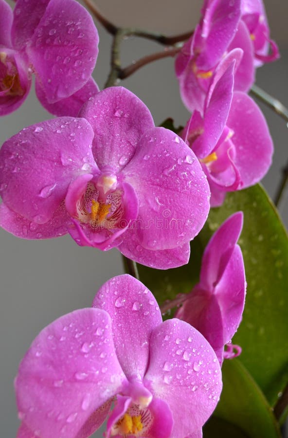 Pink orchids stock photo. Image of orchid, closeup, tropical - 42551352
