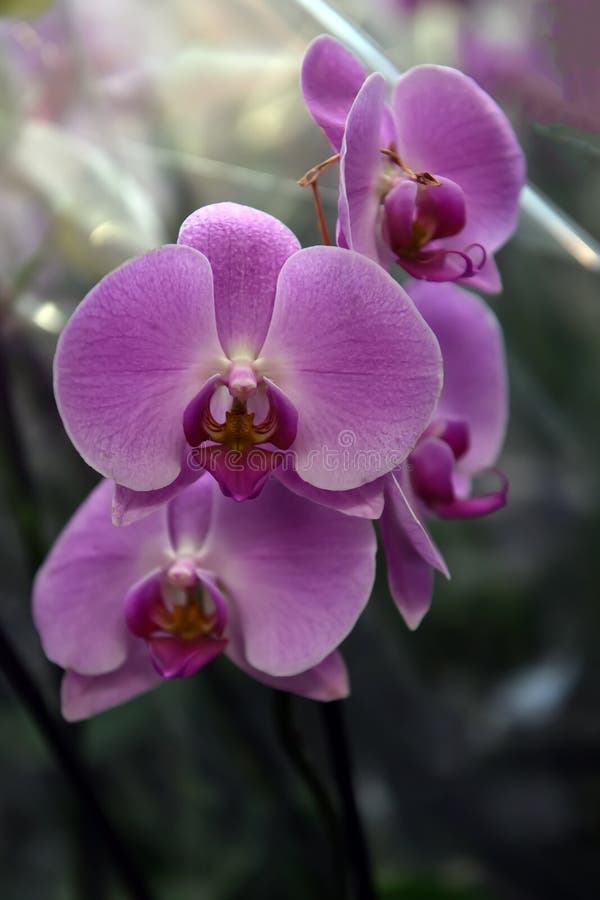Pink orchids stock image. Image of beautiful, bright - 108474089