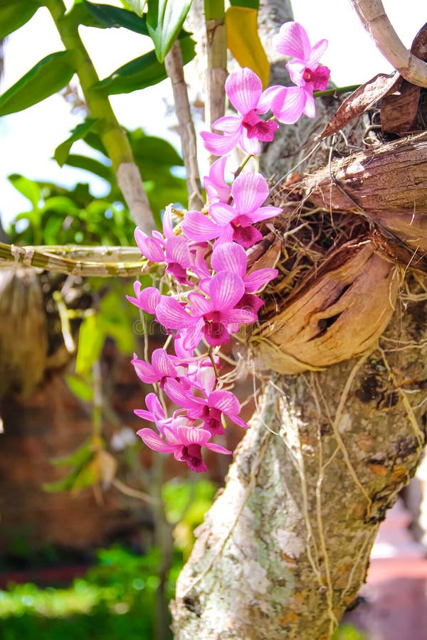 Pink Orchids Dendrobium Hanging on Tree in Outdoor Garden Background ...