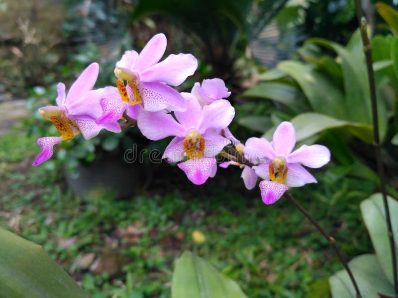 Pink Orchids Growing Yard Stock Photos - Free & Royalty-Free Stock ...