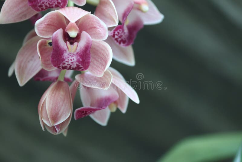 Pink Thai orchids stock image. Image of orchid, closeup - 112330675