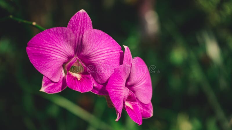 Pink Orchids In Natural Habitat Stock Photo - Image of botanical ...