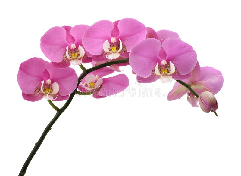 Orchidea Phalaenopsis stock image. Image of mottled, herb - 51201355