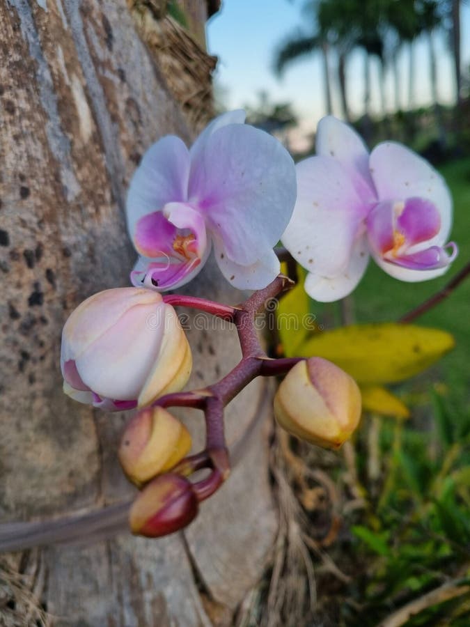 Pink orchids on tree trunk stock image. Image of blossoms - 367420589