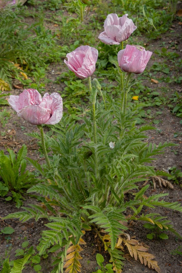Pink Oriental Poppy, Papaver Orientale Stock Photo - Image of petals ...