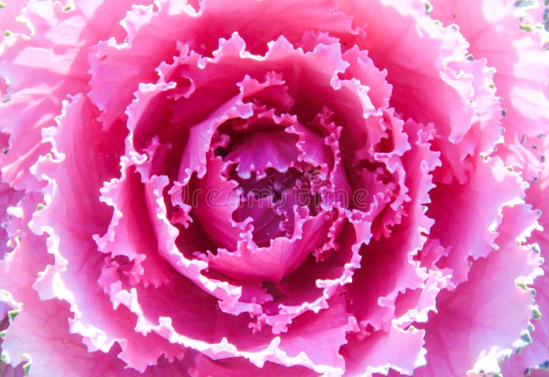 Pink ornamental cabbage stock image. Image of organic - 49303519