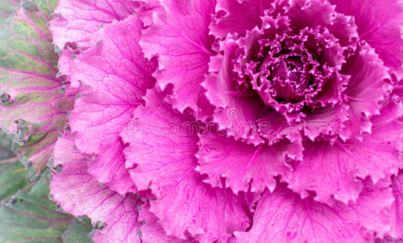 Pink Ornamental Cabbage Plant Stock Photo - Image of vegetable, cabbage ...
