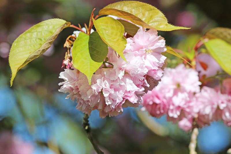 Ornamental Cherry Tree Blossom in Spring Stock Image - Image of ...