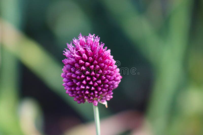 Pink Ornamental Garlic Flower, Pollination, Bees Stock Image - Image of ...