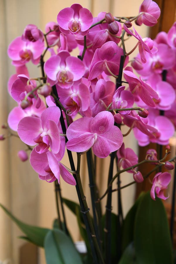 Pink Orquidea Phalaenopsis Hybr Montigo Stock Image - Image of hobbies ...