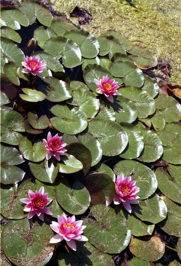 Pink Padded Pond stock image. Image of pond, flowers, water - 104673
