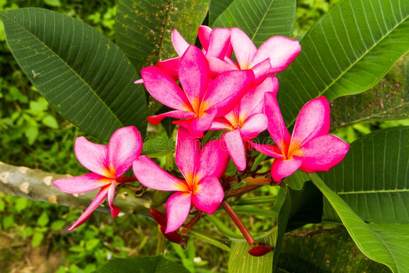 Pink pagoda flower stock image. Image of bloom, nature - 35137455