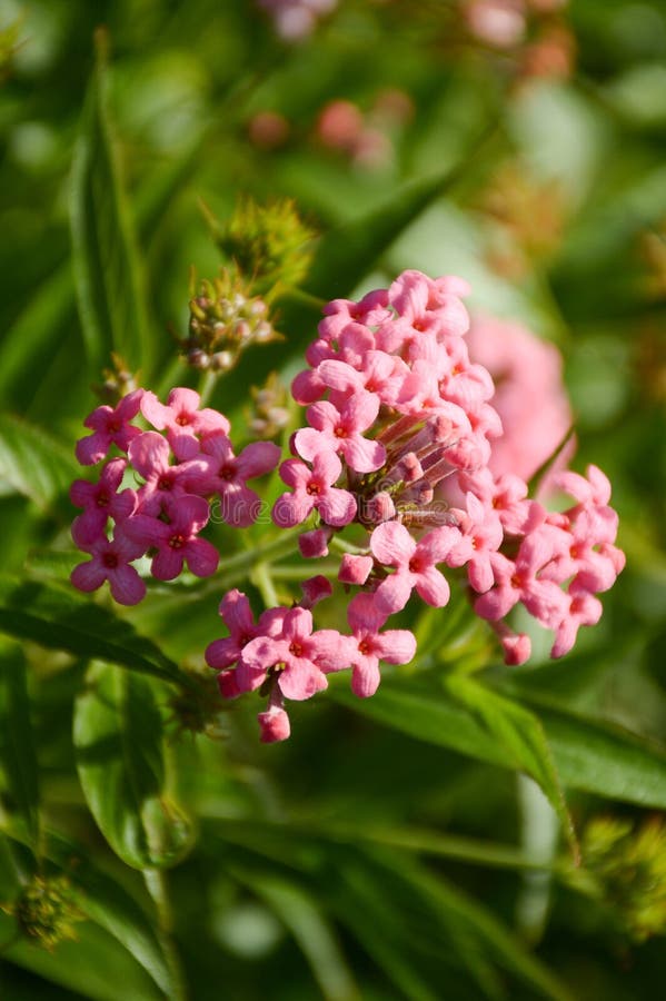 Pink Panama Rose Flower in Nature Garden Stock Photo - Image of flora ...