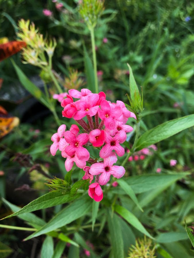 Pink panama rose flower stock image. Image of blossom - 88546987