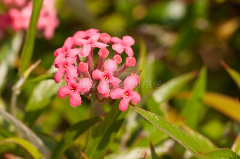 Pink Panama Rose Flower in Nature Garden Stock Image - Image of leaves ...