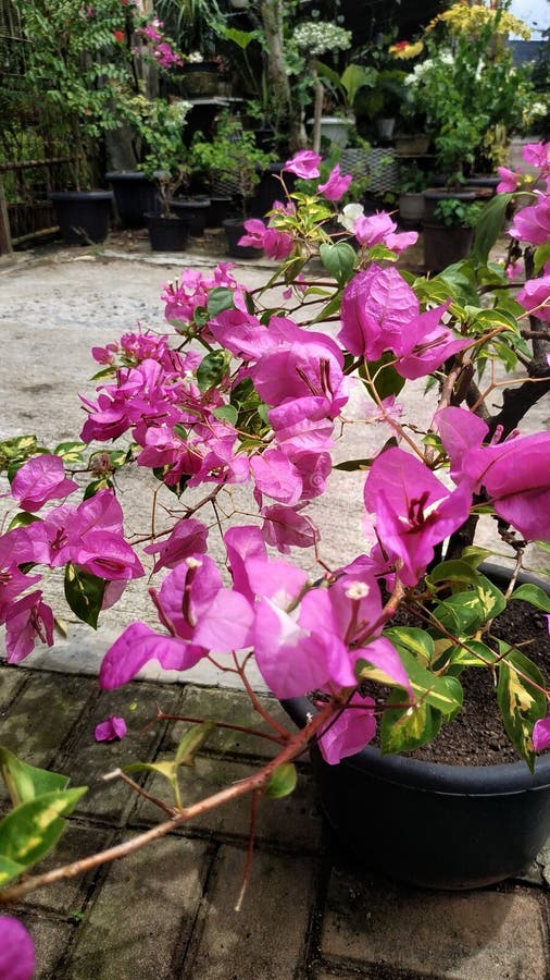 Pink Paper Flower Tree Planted in a Black Pot Stock Photo - Image of ...