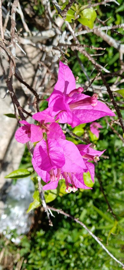 Pink Paper Flowers Grow in the Garden Stock Photo - Image of wildflower ...