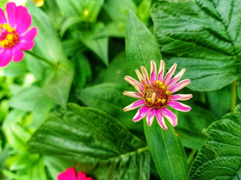 Pink Paper Flowers Will Bloom Stock Photo - Image of paper, wildflower ...