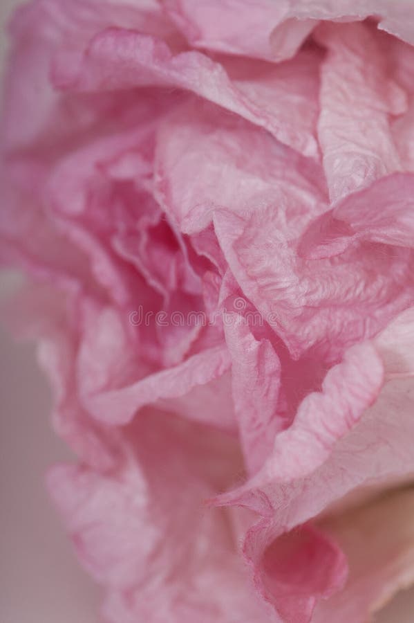 Pink Paper Rose stock photo. Image of handmade, rose - 40209810