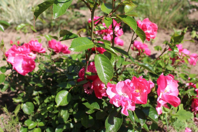Pink park rose stock photo. Image of rose, flower, small - 340674412