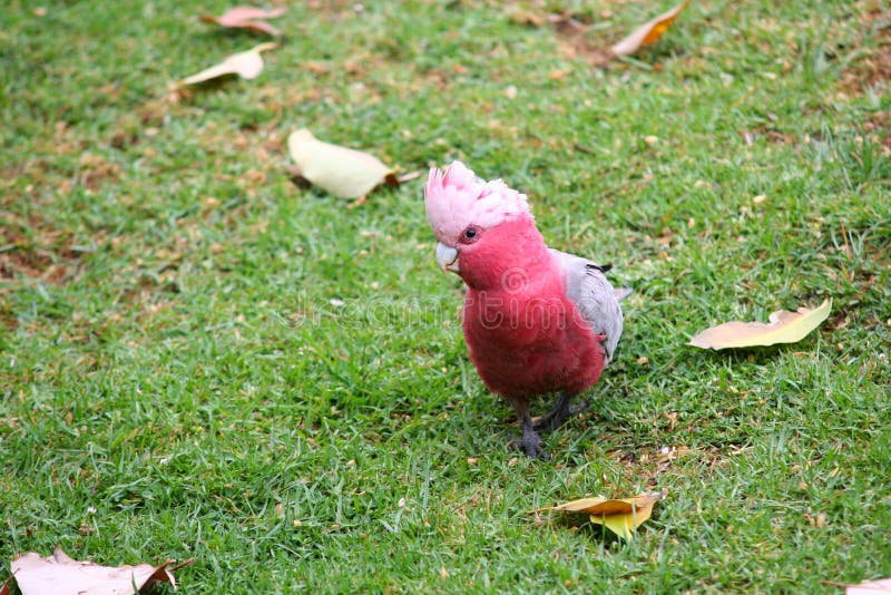 The Pink Parrot Tree stock image. Image of chat, pink, colourful - 811885