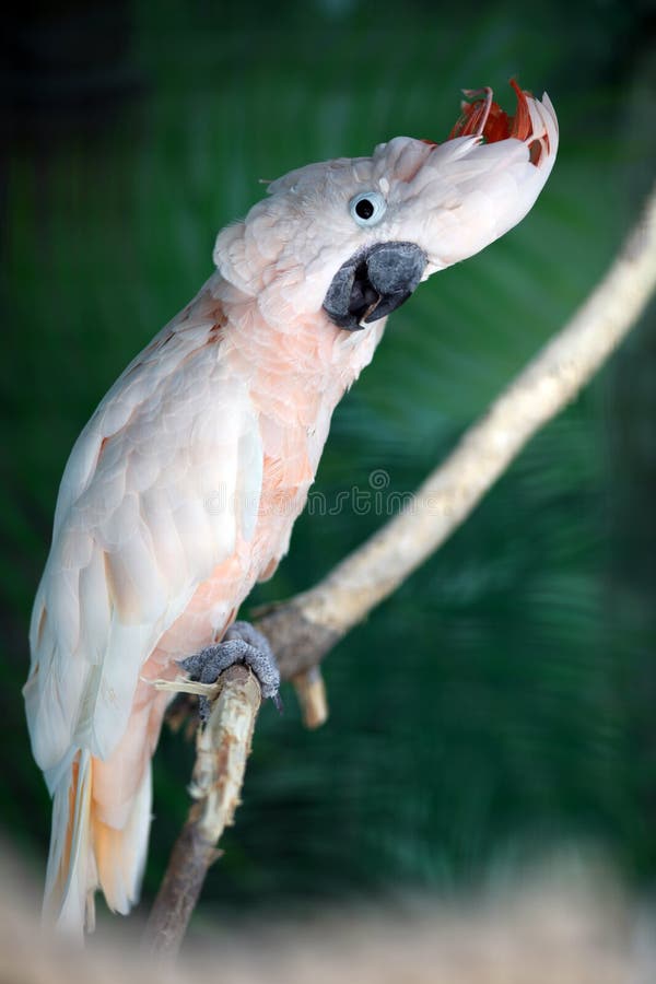 The Pink Parrot Tree stock image. Image of chat, pink, colourful - 811885