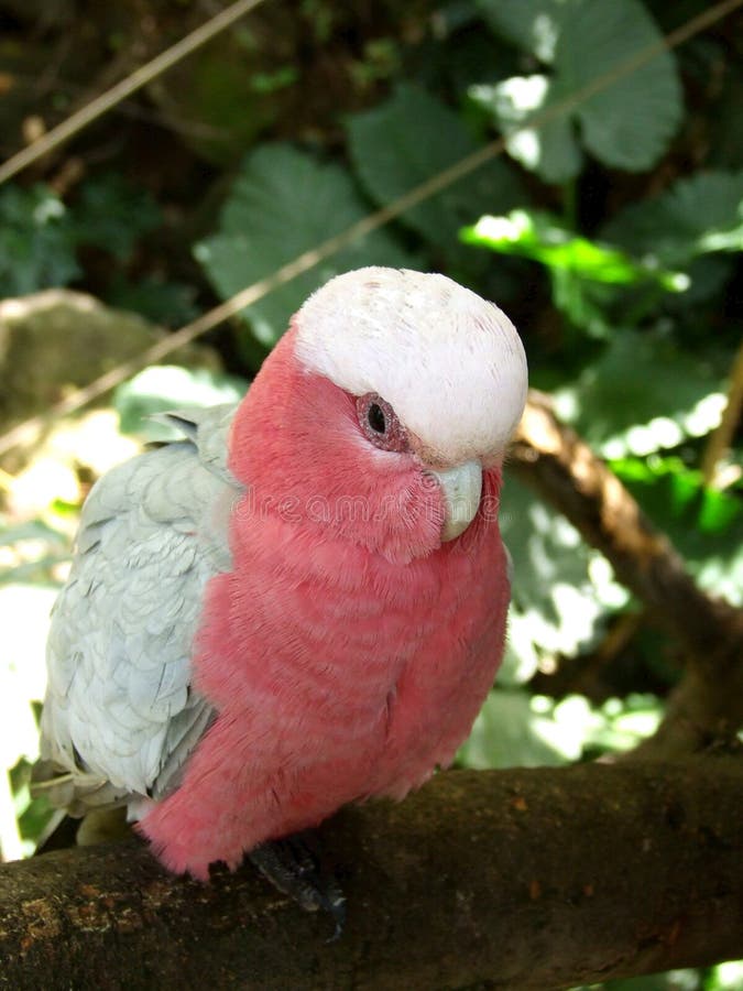 Pink parrot stock image. Image of parque, tenerife, detail - 43608607