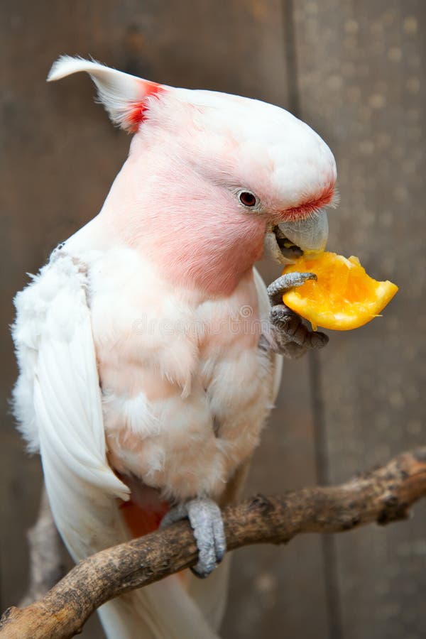 Pink parrot. stock image. Image of dinner, fauna, twig - 67857019