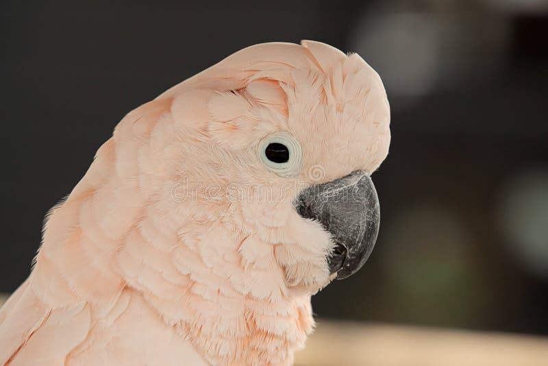 Pink parrot portrait stock photo. Image of cute, alert - 46802658