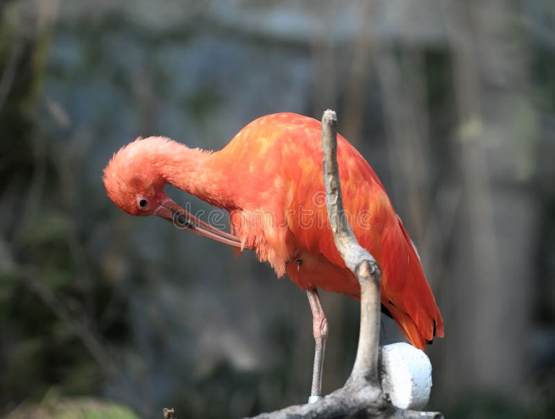 Pink Ibis stock photo. Image of colorful, eudocimus - 245955860