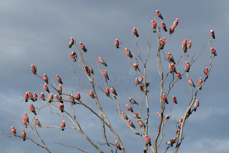 The Pink Parrot Tree stock image. Image of chat, pink, colourful - 811885