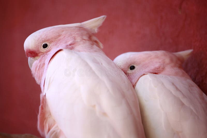 Pink Parrots Major Mitchell Stock Photo - Image of pink, friend: 19757268