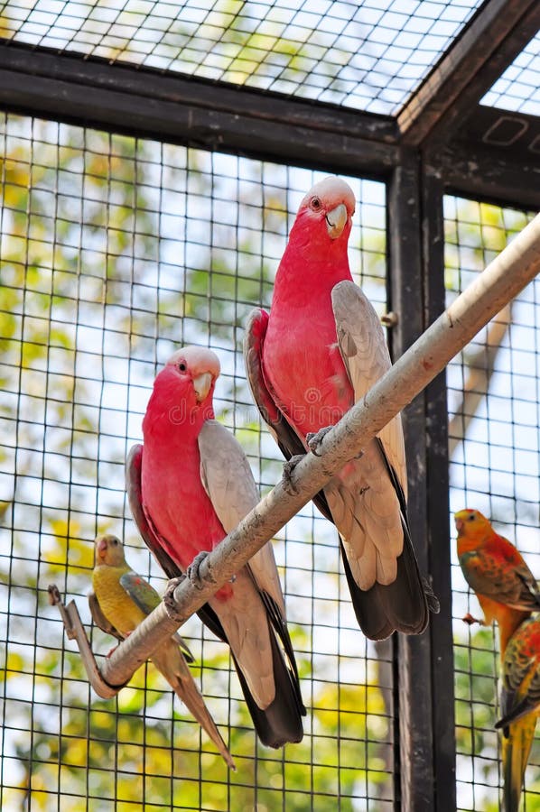 Pink parrots stock image. Image of twin, feather, bird - 56864201