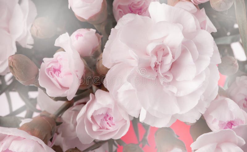 Pink Pastel Color Small Carnation Bud Flower Bouquet Background Stock