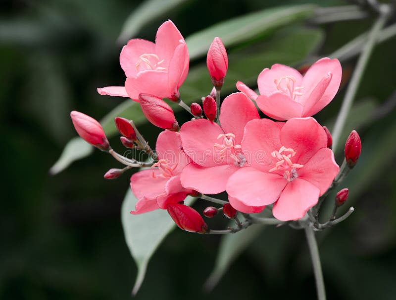 Pink Jatropha Integerrima Flower in Nature Garden Stock Photo - Image ...