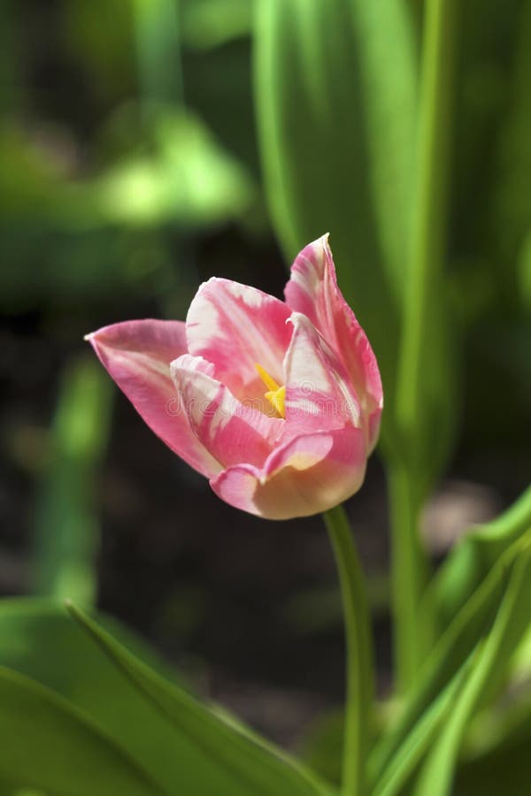 Pink patchy tulip closeup stock image. Image of pretty - 40019345