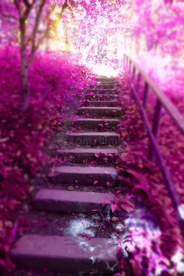 Pink Path stock photo. Image of path, dreamland, dreamy - 138383842