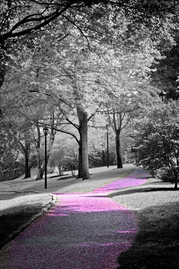 Pink Path stock photo. Image of path, dreamland, dreamy - 138383842