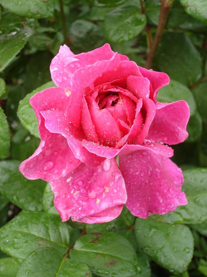Pink And Red Patio Rose Flowers On A Sunny Day Stock Photo - Image of ...
