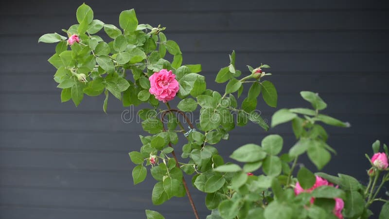 A Pink Paul Neuron Rose Bush Stock Video - Video of country, paul ...