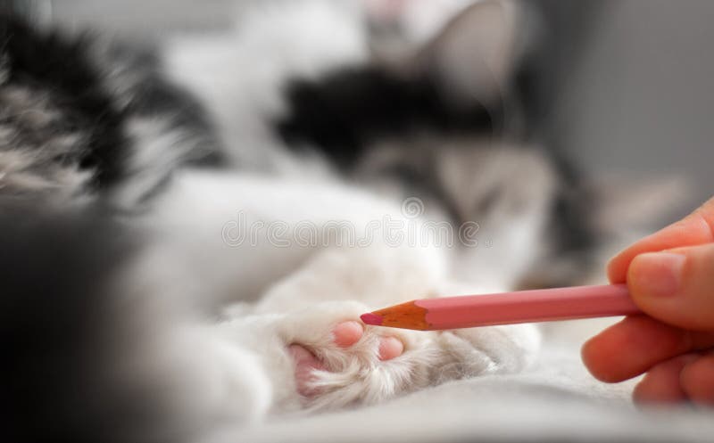 Pink paws stock photo. Image of adorable, kitten, hairs - 51242050